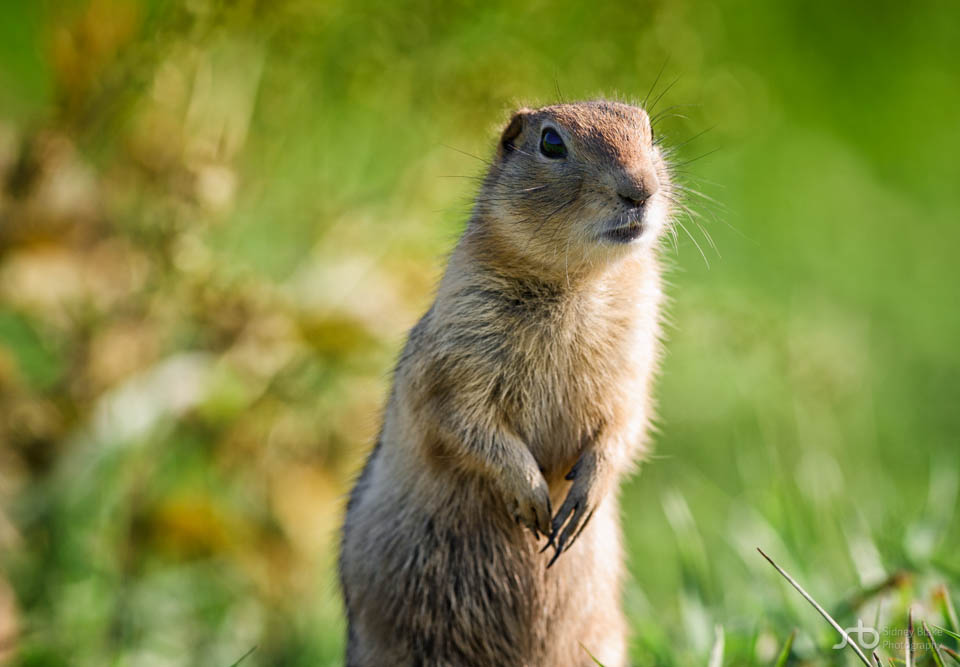 Sidney Blake Photography – Nature, Wildlife, Landscapes & Rural ...